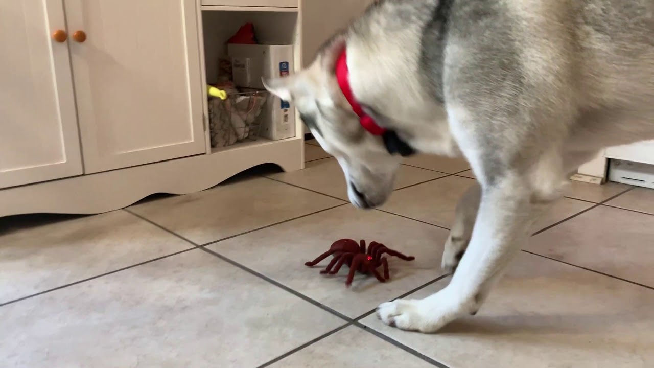 Husky Reacts to Remote Spider - YouTube