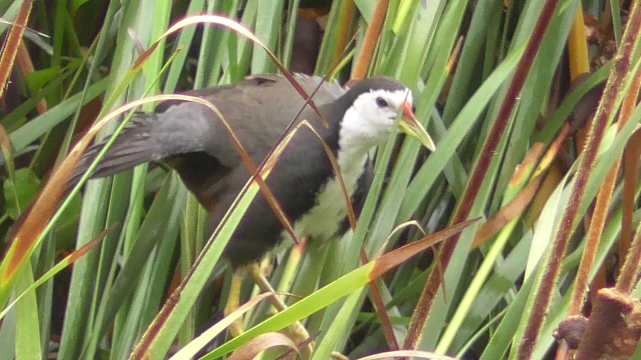 White Breasted Water-hen - YouTube