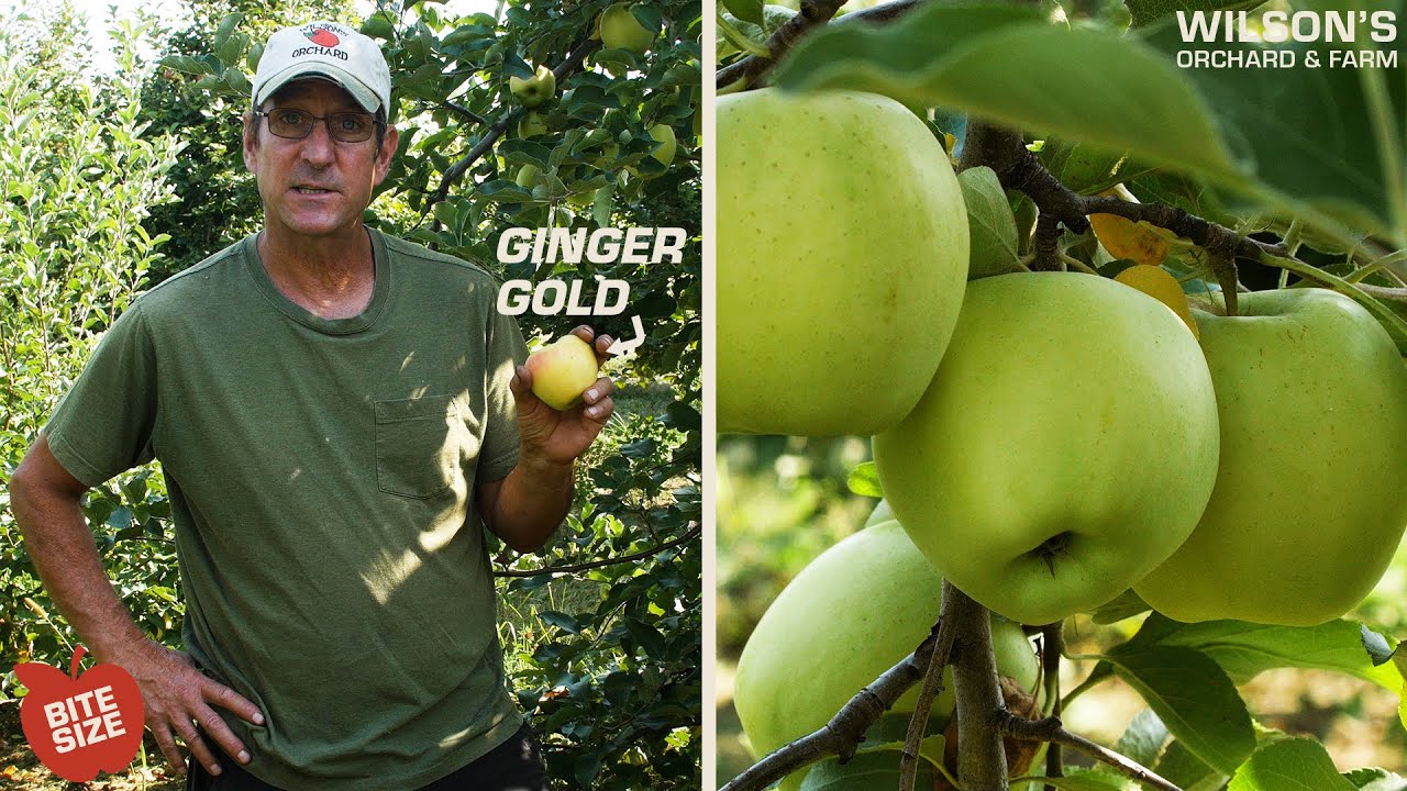 Ginger Gold Apples | Bite Size - YouTube