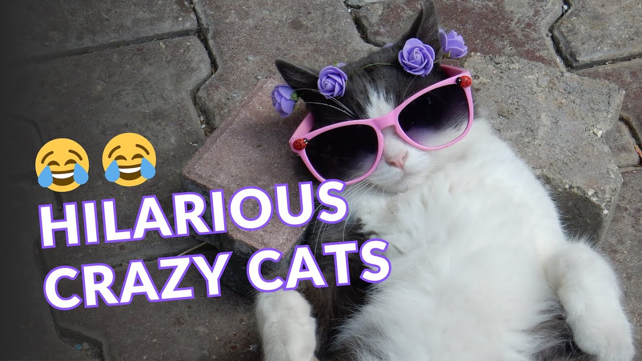Can't Stop Laughing 😂😂 Hilarious Cats Being Crazy: Ultimate Funny Cat ...