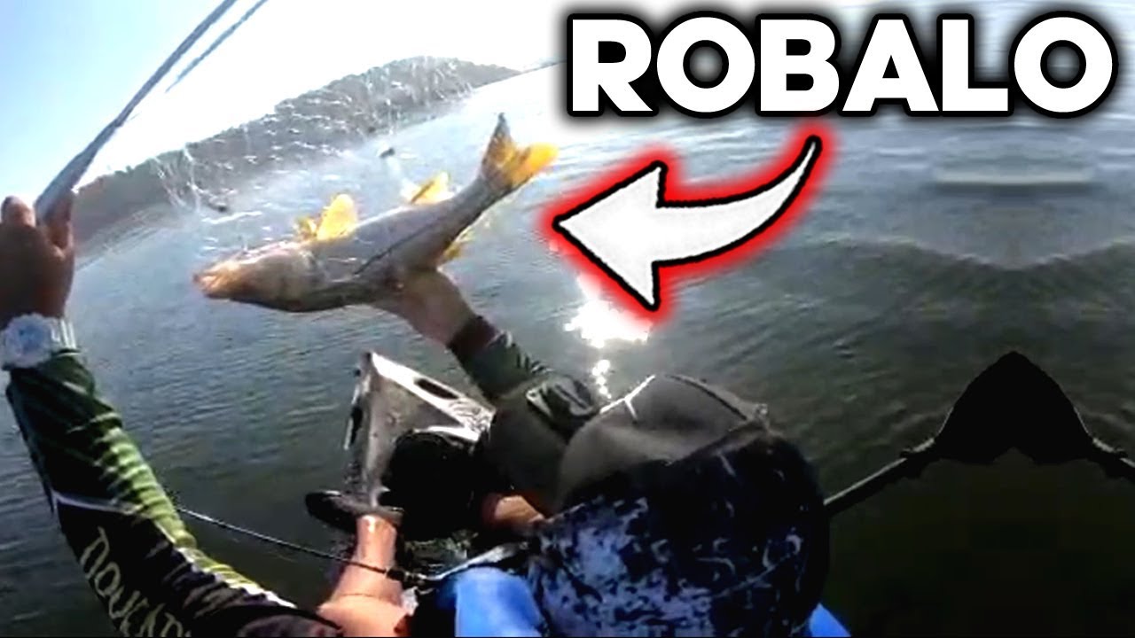 PESCANDO ROBALO NO RIO DE JANEIRO - PESCA DE CAIAQUE - PESCA DE ROBALO ...