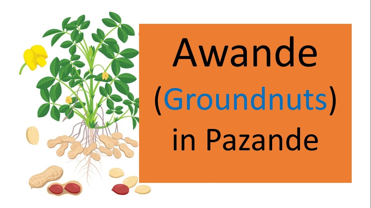 Learn Pazande: Awande/Groundnuts - YouTube