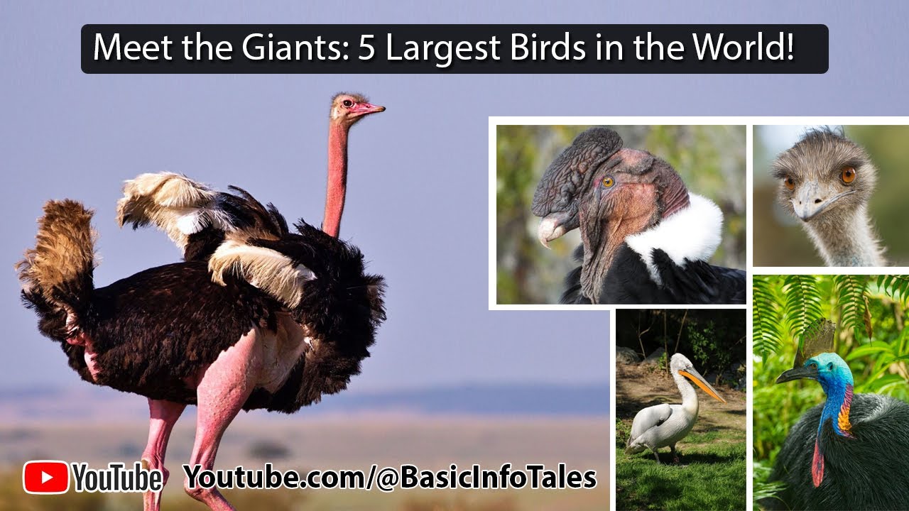 Meet the Giants 5 Largest Birds in the World - YouTube
