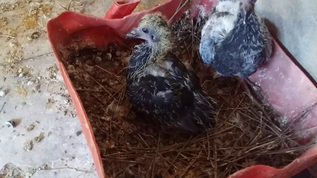 Primeiros filhotes de pombos king - YouTube
