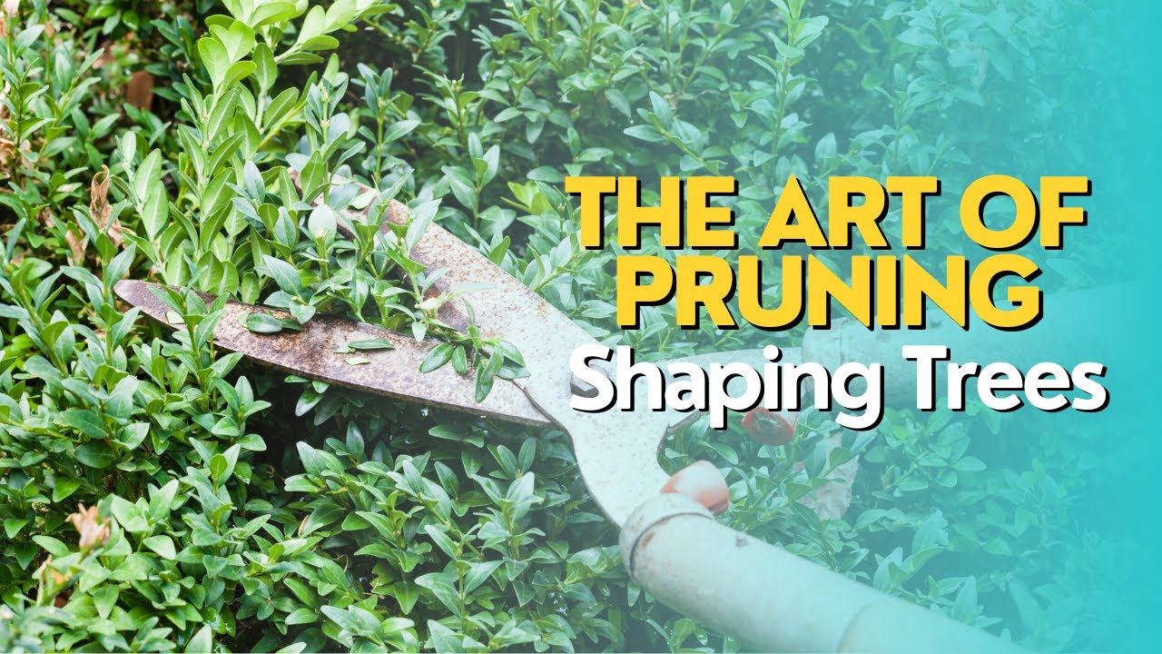 The Art of Pruning: Shaping Trees - YouTube