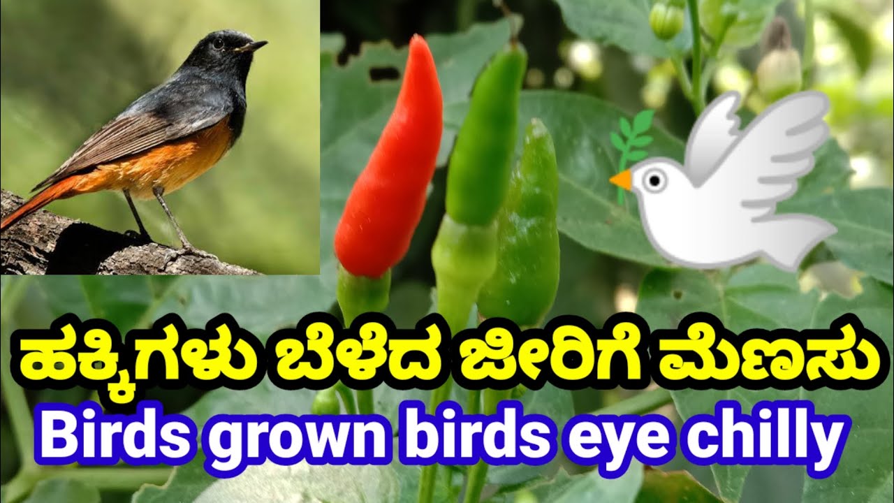hot chilly,spicy chilly,birds eye chilly,chilli,jeerige menasu,chilly ...