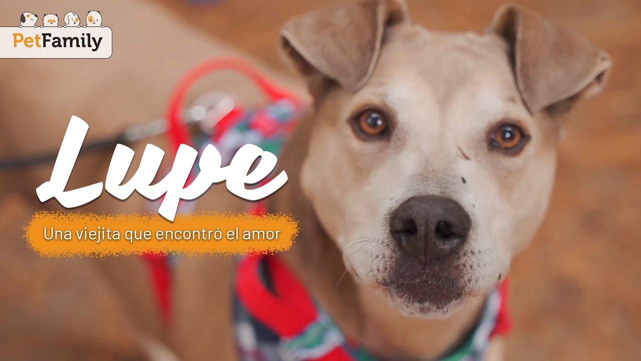 Lupe, una viejita adoptable que encontró el amor 🐕 - YouTube