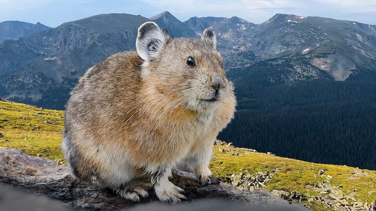 American Pika in Rocky Mountain National Park (4k) - YouTube