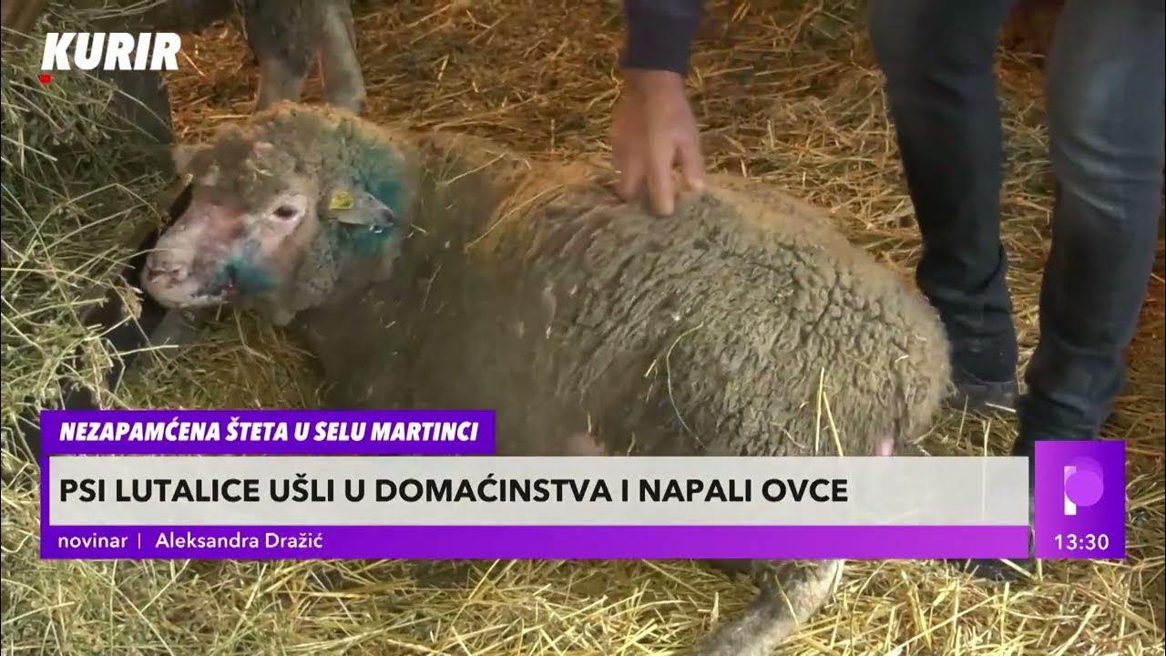Psi lutalice izazvali neviđenu štetu: Zverski napali ovce u dva ...