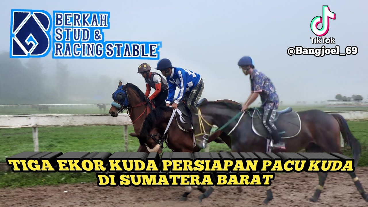 BERKAH STABLE Persiapkan 3 Ekor Kuda ‼️ untuk Event Pacu Kuda Di Sumbar ...