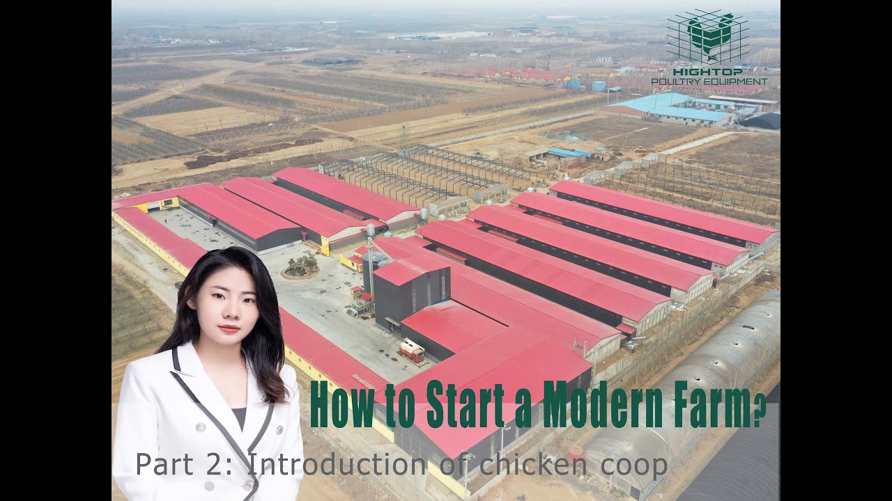 How to start an 800,000 Layers Farm with automatic layer equipment 2 ...
