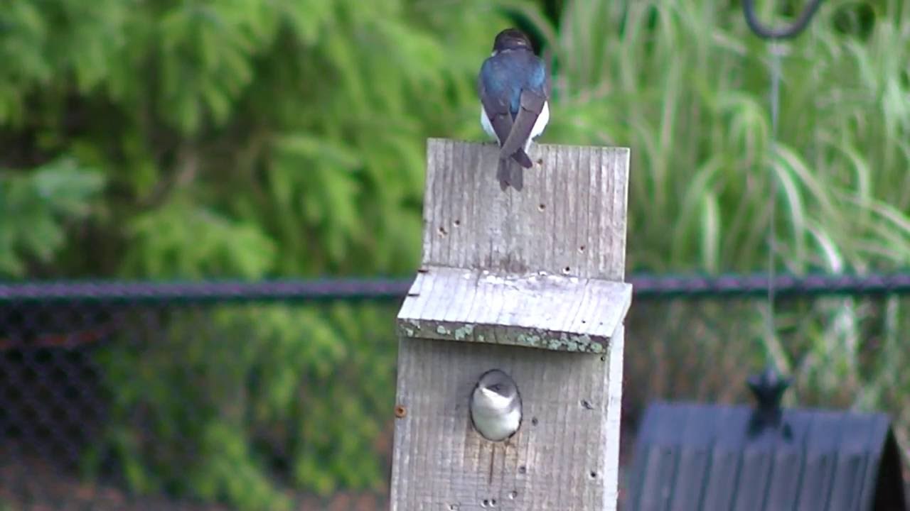 Tree Swallows soon to fledge - YouTube