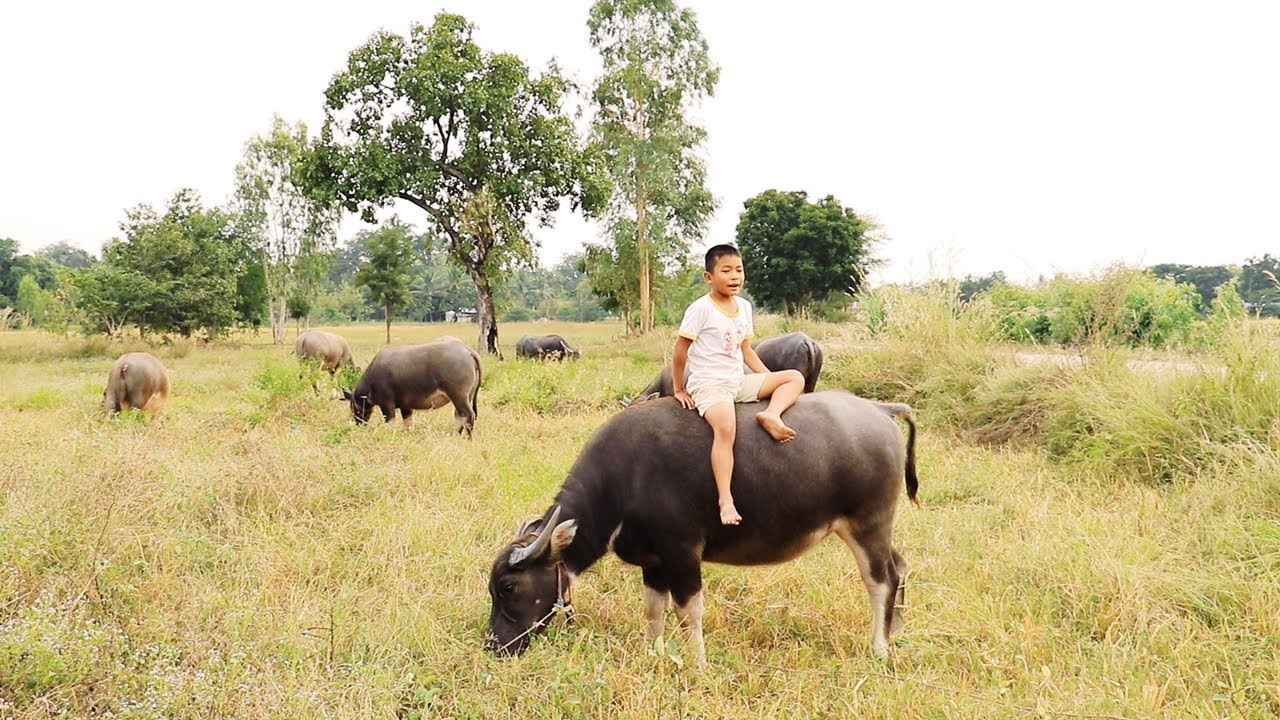 เด็กชาย 8 ขวบเลี้ยงควายให้ปู่วันหยุดเรียนเสาร์อาทิตย์ Boy raising ...