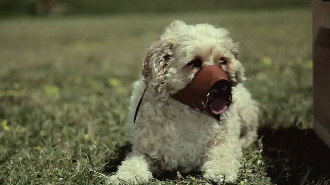 Man jumps dog | Darwin Award Contender - YouTube