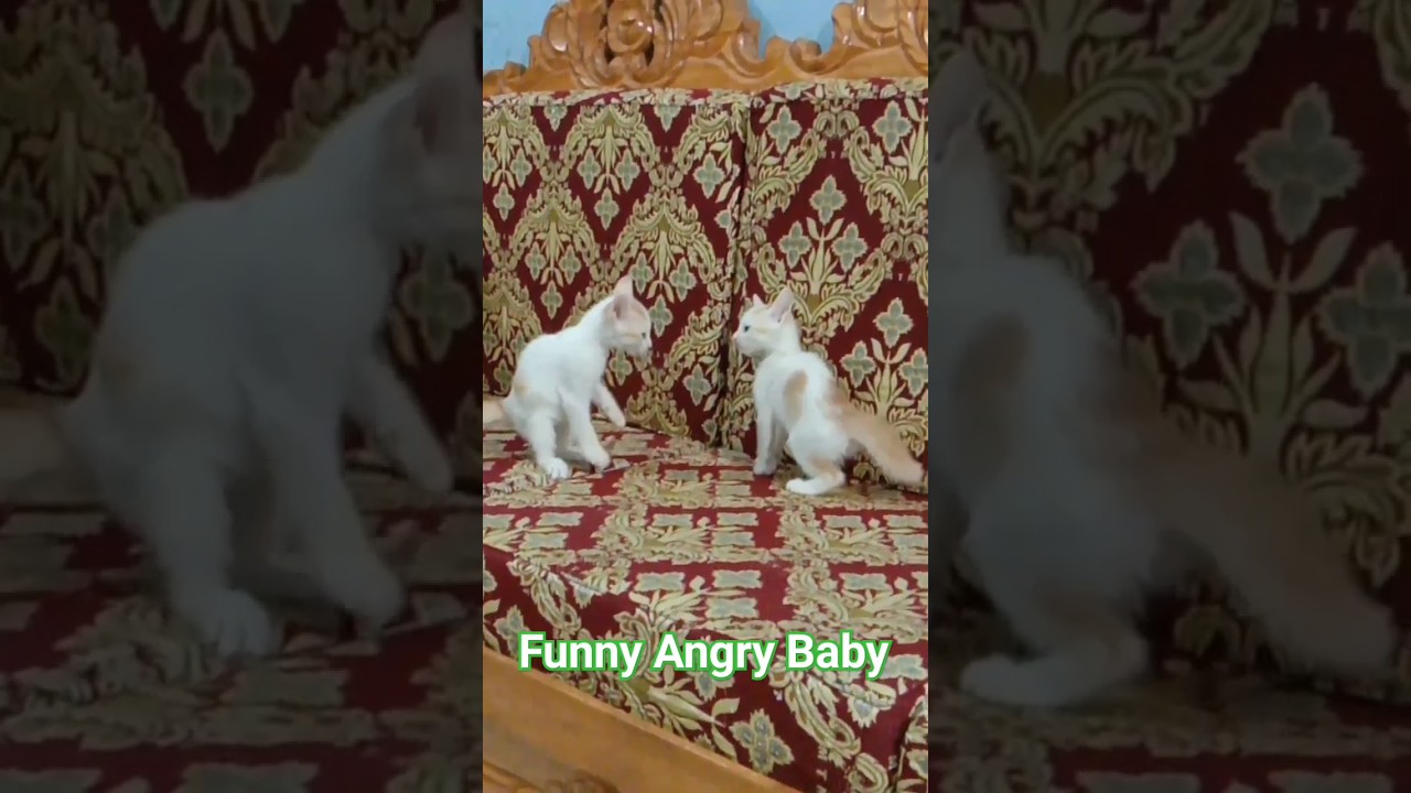 Funny angry baby cat #shorts #kitten - YouTube