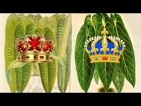 A History & Care Guide On Anthurium Royalty | Veitchii, Warocqueanum