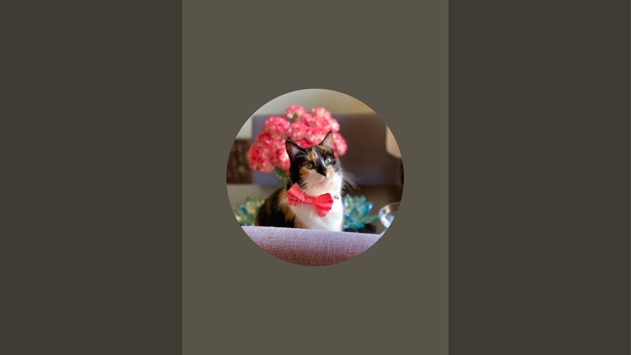 Pippa's Face reveal due to sunshine🌞 - YouTube