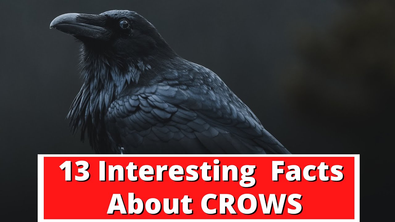 13 Interesting Facts About Crows - YouTube