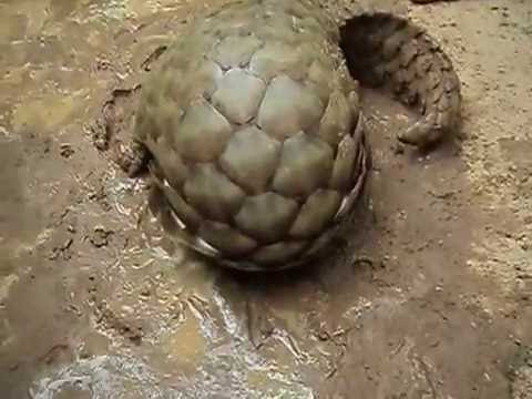 A Rare & Endangered PANGOLIN ( BONRUI ) WILD ANIMAL IN LOCALITY - YouTube