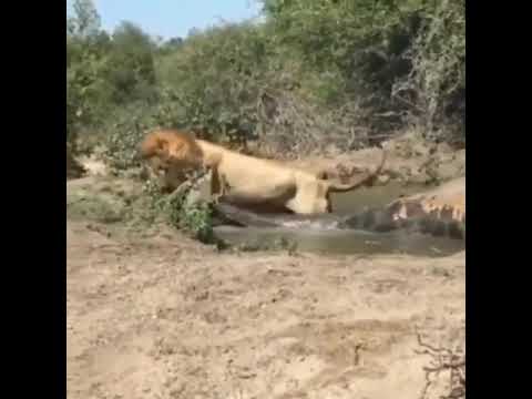 lion - YouTube