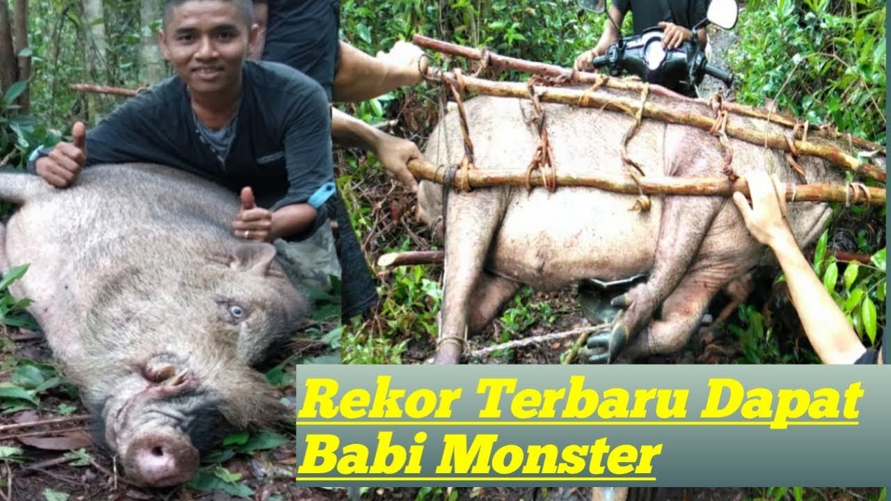 Detik Detik Raja Babi Hutan Rimba Terbesar Terkena Jaring. - YouTube