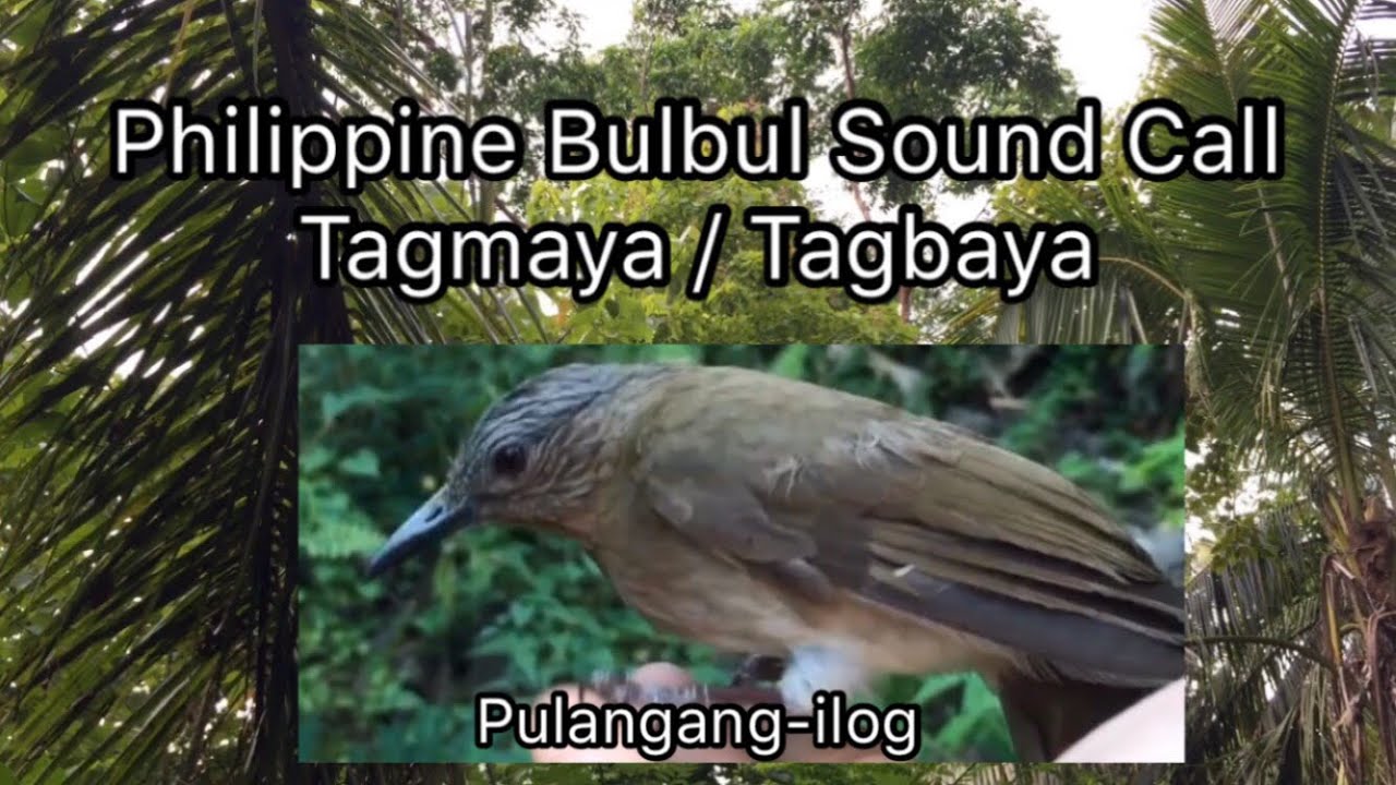 Philippine Bulbul Sound Call | Huni Ng Pulangang-ilog | Tagbaya ...
