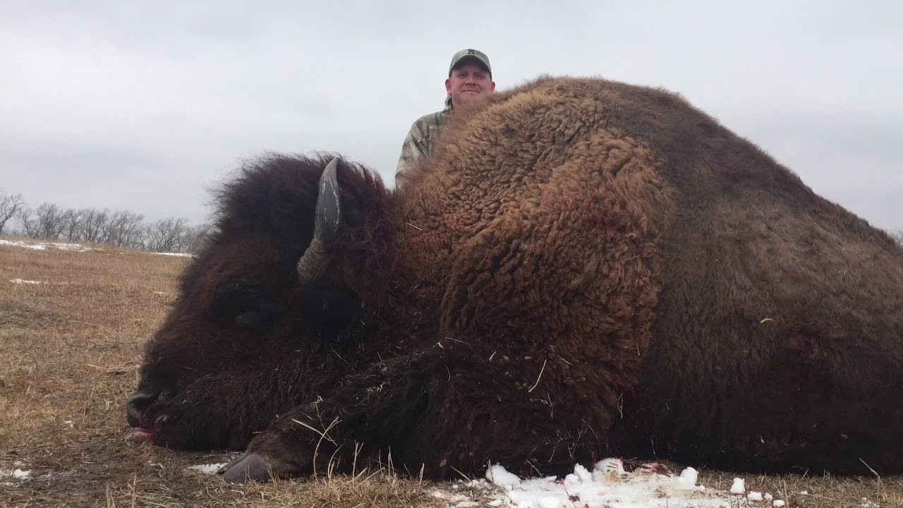World Class Bison Hunting - YouTube