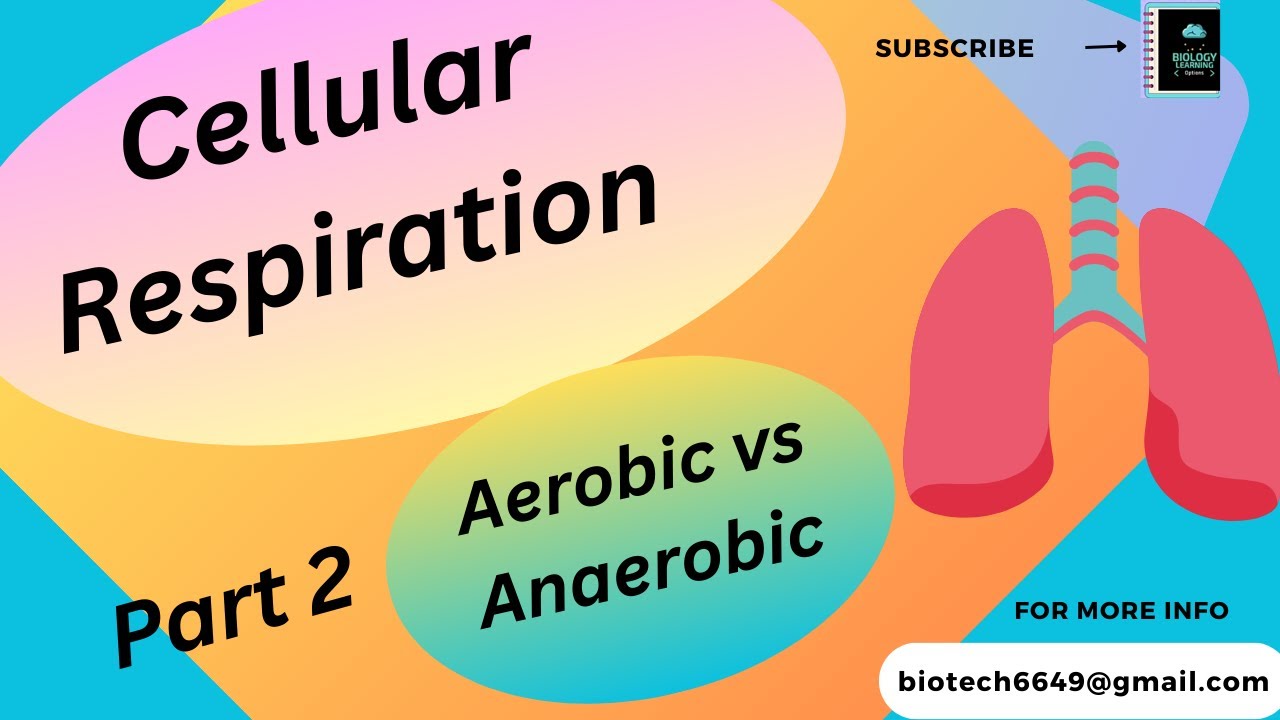Cellular Respiration in detail | Aerobic VS Anaerobic |part 02 ...