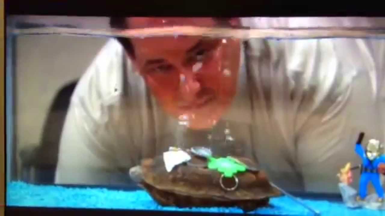 The Office: Kevin kills the Turtle - YouTube