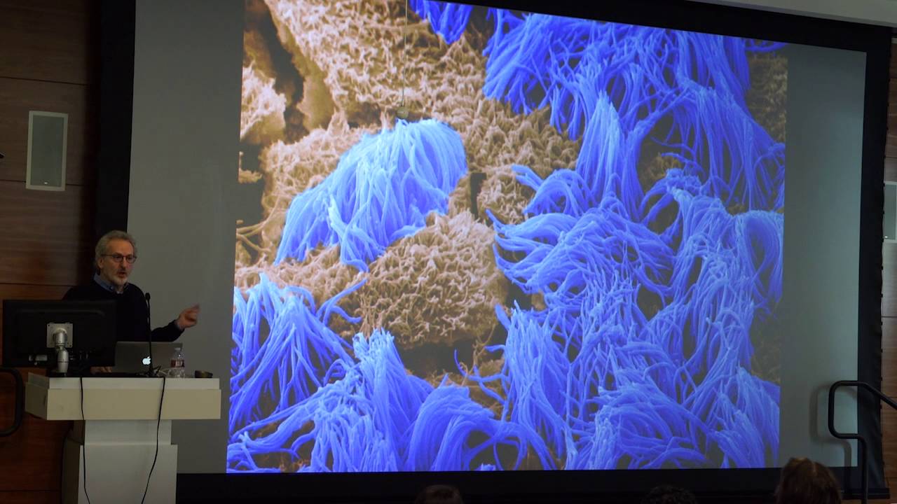 Session 2: Donald E. Ingber, MD, PhD - YouTube