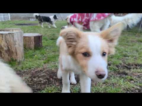 Borzoi and Border Collie Puppies Happy time spent together - YouTube