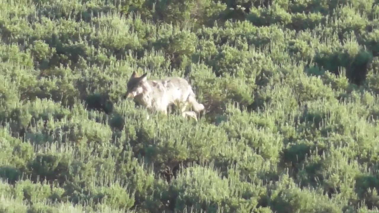 Wapiti Lake Wolf pack with 755M going to carcass - YouTube