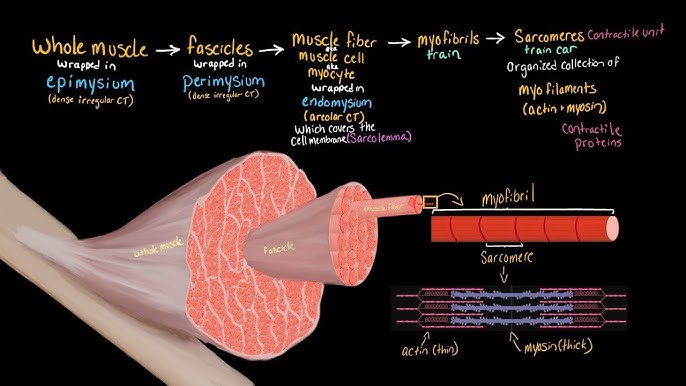 Skeletal Muscle Structure Labeled