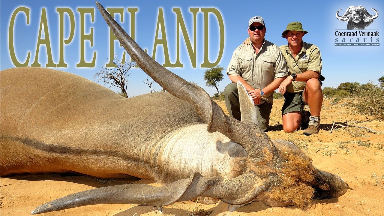 Huge CAPE ELAND Hunt in Kalahari with CVS - YouTube