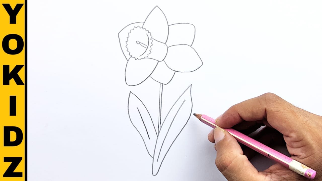 How To Draw Daffodil Flower | Daffodil Flower Drawing - YouTube