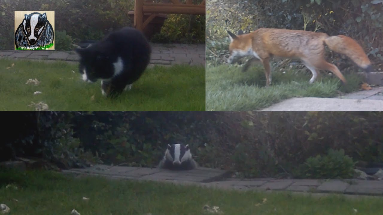 Fox, Cat and Badger - YouTube