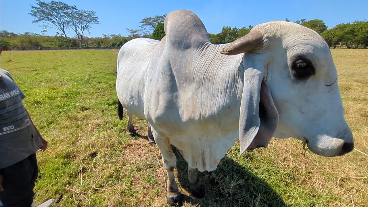 toro indubrasil polo mira como está de ñoño - YouTube