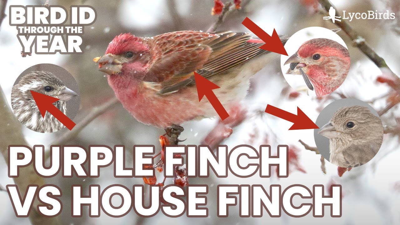 How to Identify Purple Finch vs House Finch - YouTube