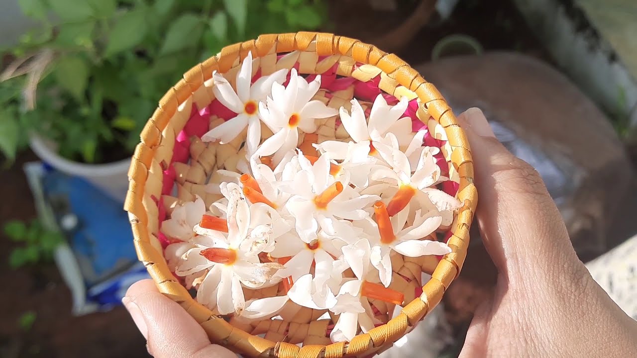 பவழமல்லி பூத்தது | Pavazhamalli | Night-flowering Jasmine | Pavalamalli ...