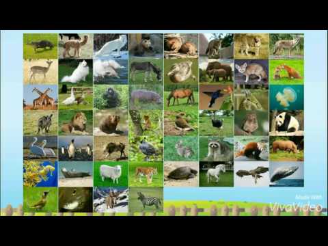 Piggy Bunny's ABC Animals and Animals Songs Intro - YouTube