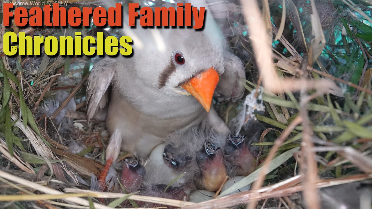 Feathered Family Chronicles Day 3: A Heartwarming Journey of Bird ...