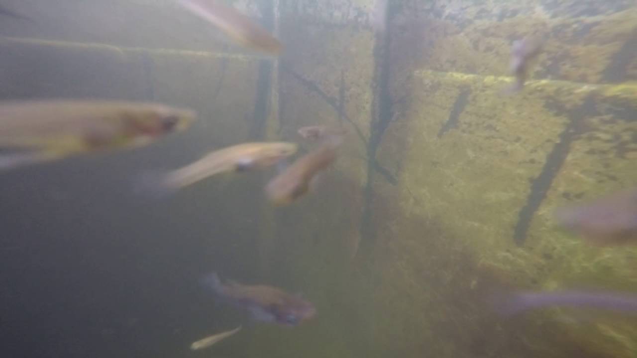 Mosquito Fish (Gambusia Affinis) - YouTube