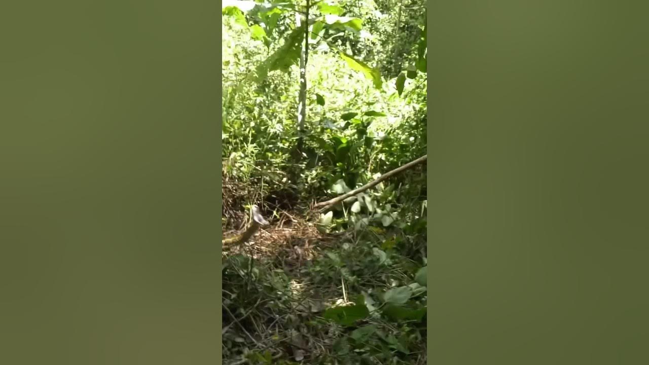 Monster Python - YouTube