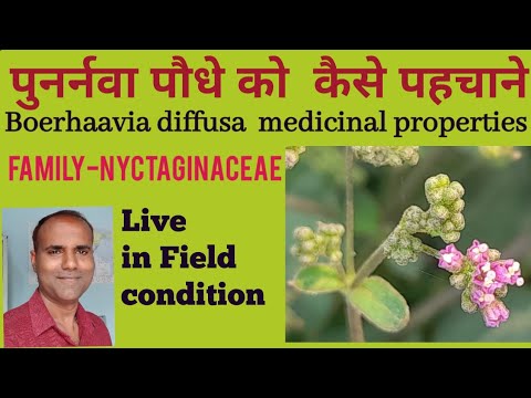 Punarnava Plant ke fayde [ Boerhaavia diffusa medicinal properties ] # ...