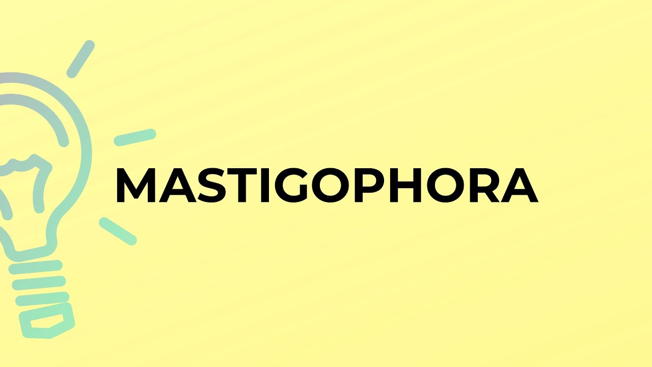 What is the meaning of the word MASTIGOPHORA? - YouTube