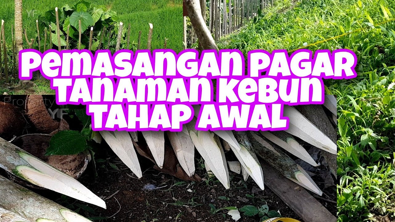 CARA PEMASANGAN PAGAR LAHAN TANAMAN LADANG TAHAP AWAL - YouTube