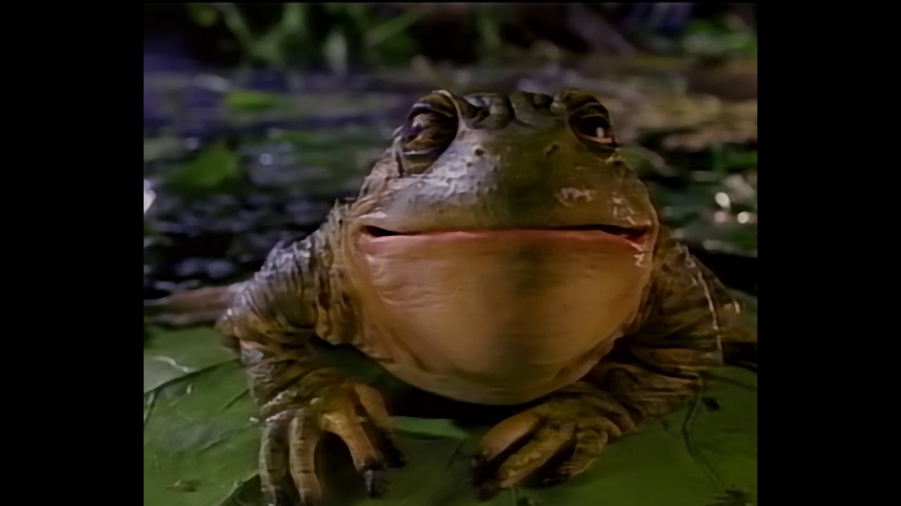 Budweiser Frogs (1995) - YouTube