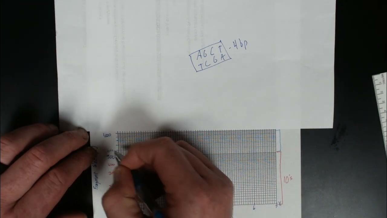 Semi-Log Sessions Part 2 - Setting up Semi-Log Graph - YouTube