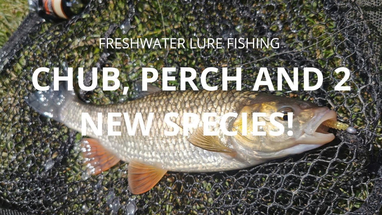 Freshwater Ultralight Lure Fishing - Chub, Perch and 2 New Species ...