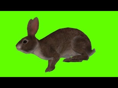 Green Screen Rabbit Hd free - YouTube